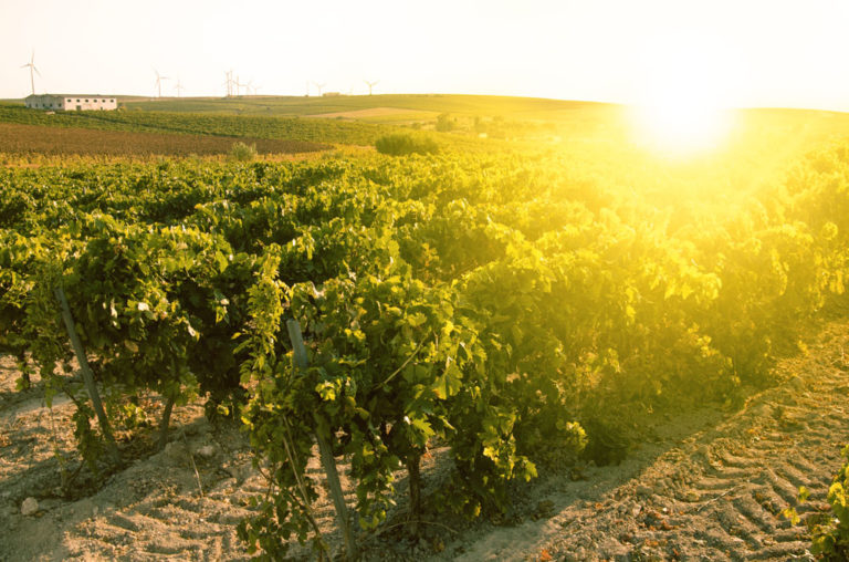 A beginners guide to Albarino wine – Recette Magazine