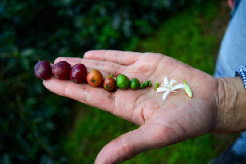 A beginners guide to coffee: Processing – Recette Magazine