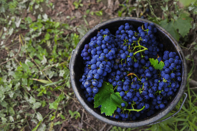 A beginners guide to Mourvèdre wine – Recette Magazine