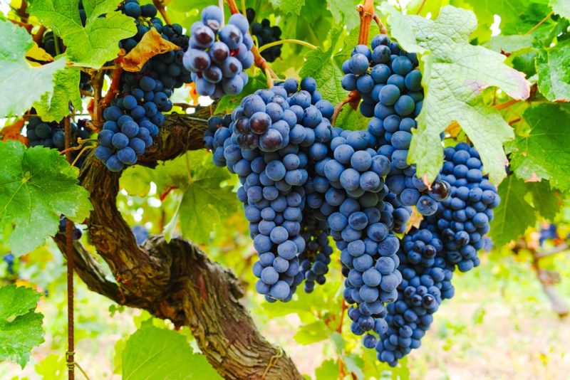 A beginners guide to wine: The “other” Noble grapes – Recette Magazine