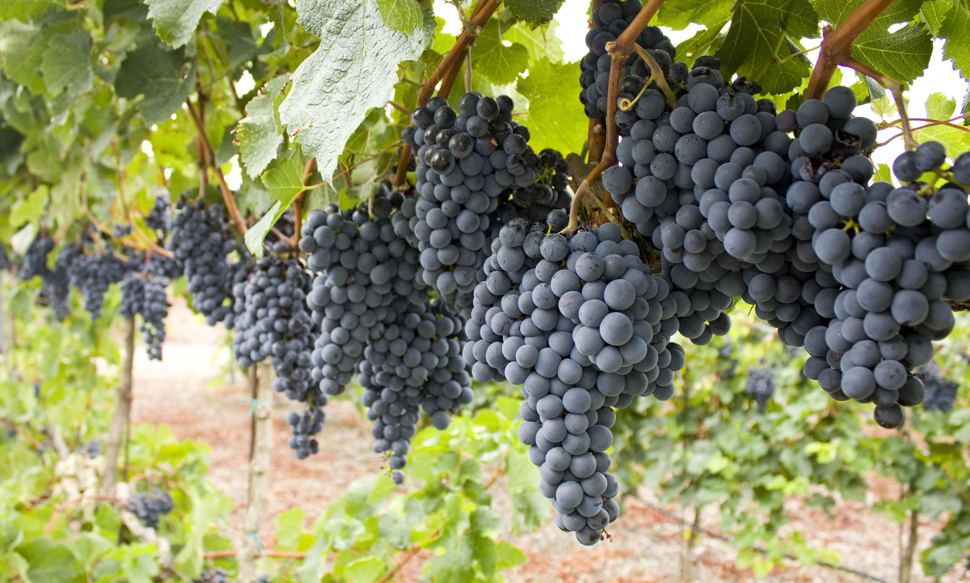 A beginners guide to Petite Sirah – Recette Magazine