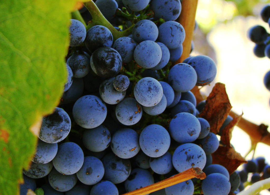 A beginners guide to Pinot Grigio – Recette Magazine