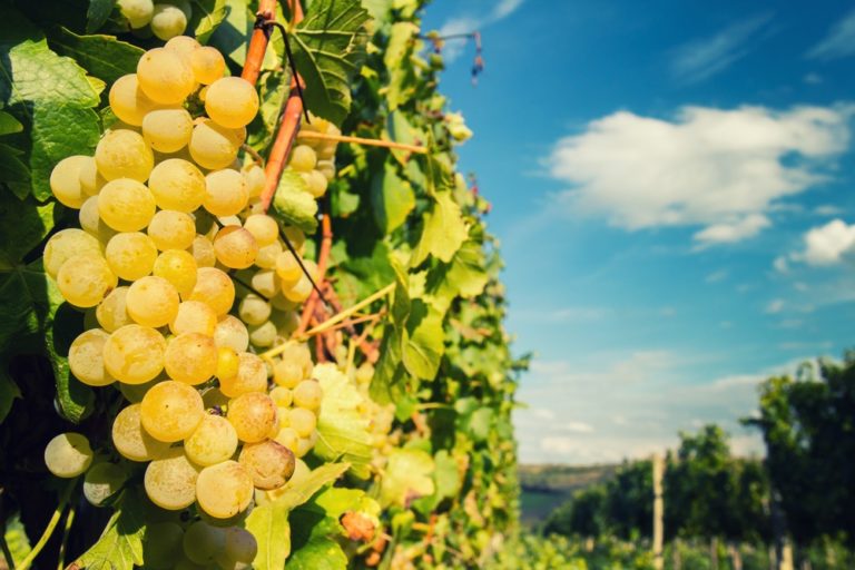 A beginners guide to Sémillon wine – Recette Magazine