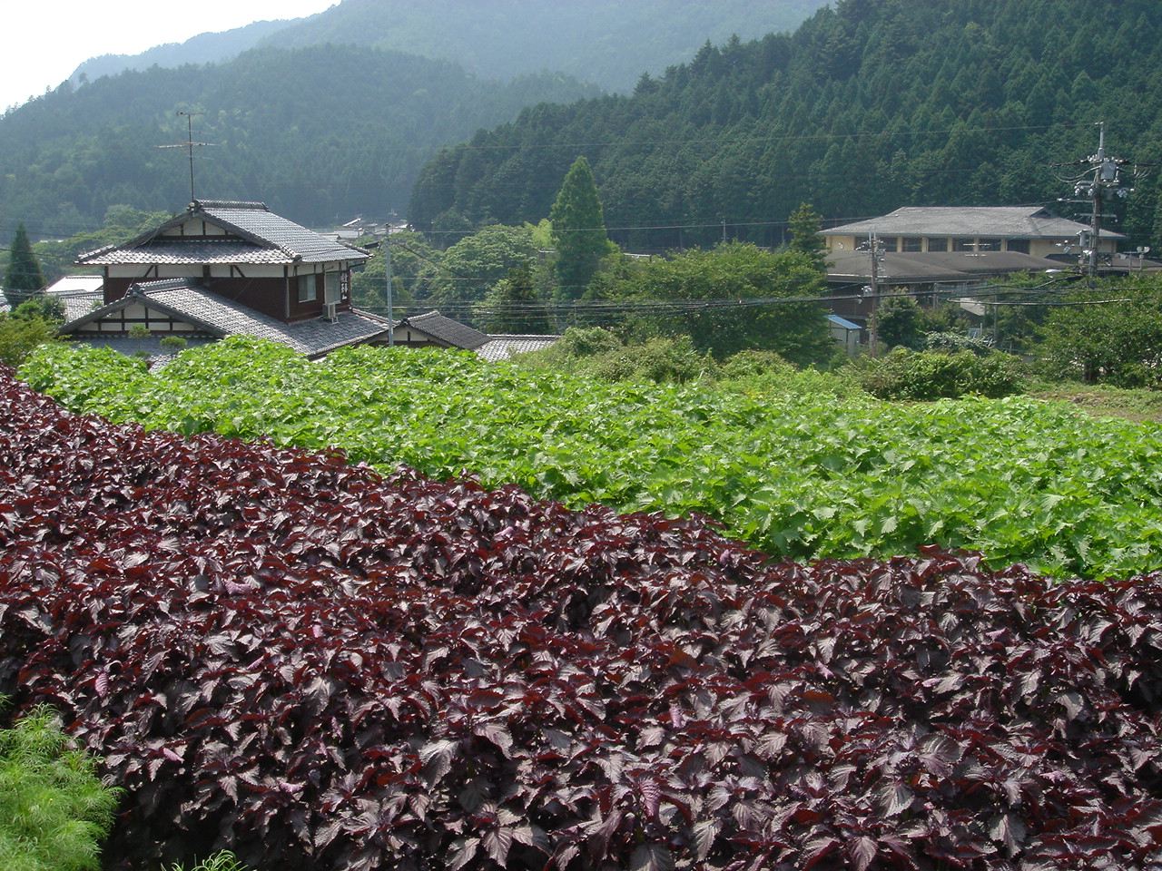 What is Perilla? – Recette Magazine