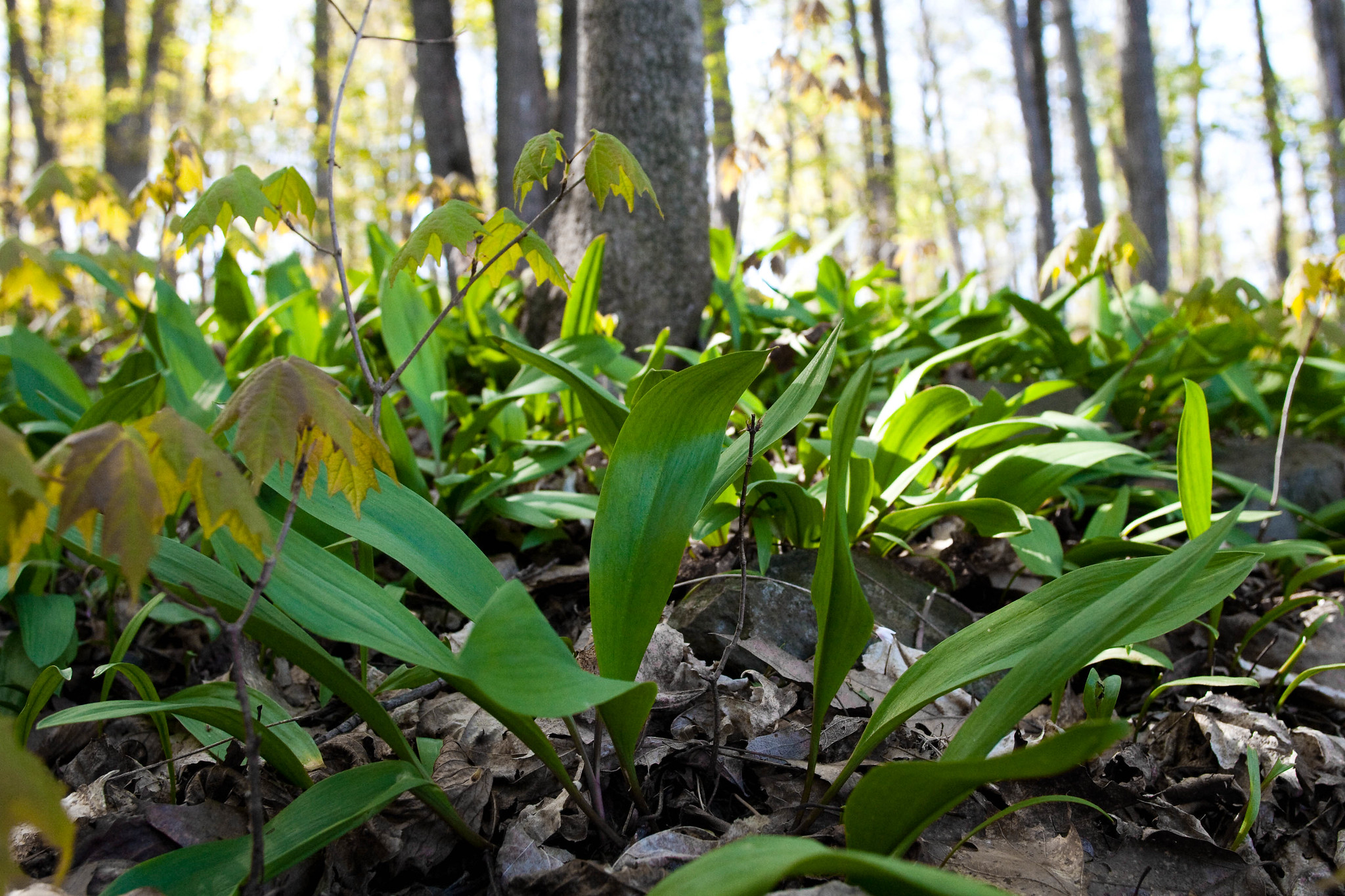 Edible Ramps: A Delicious Sign of Spring – Recette Magazine