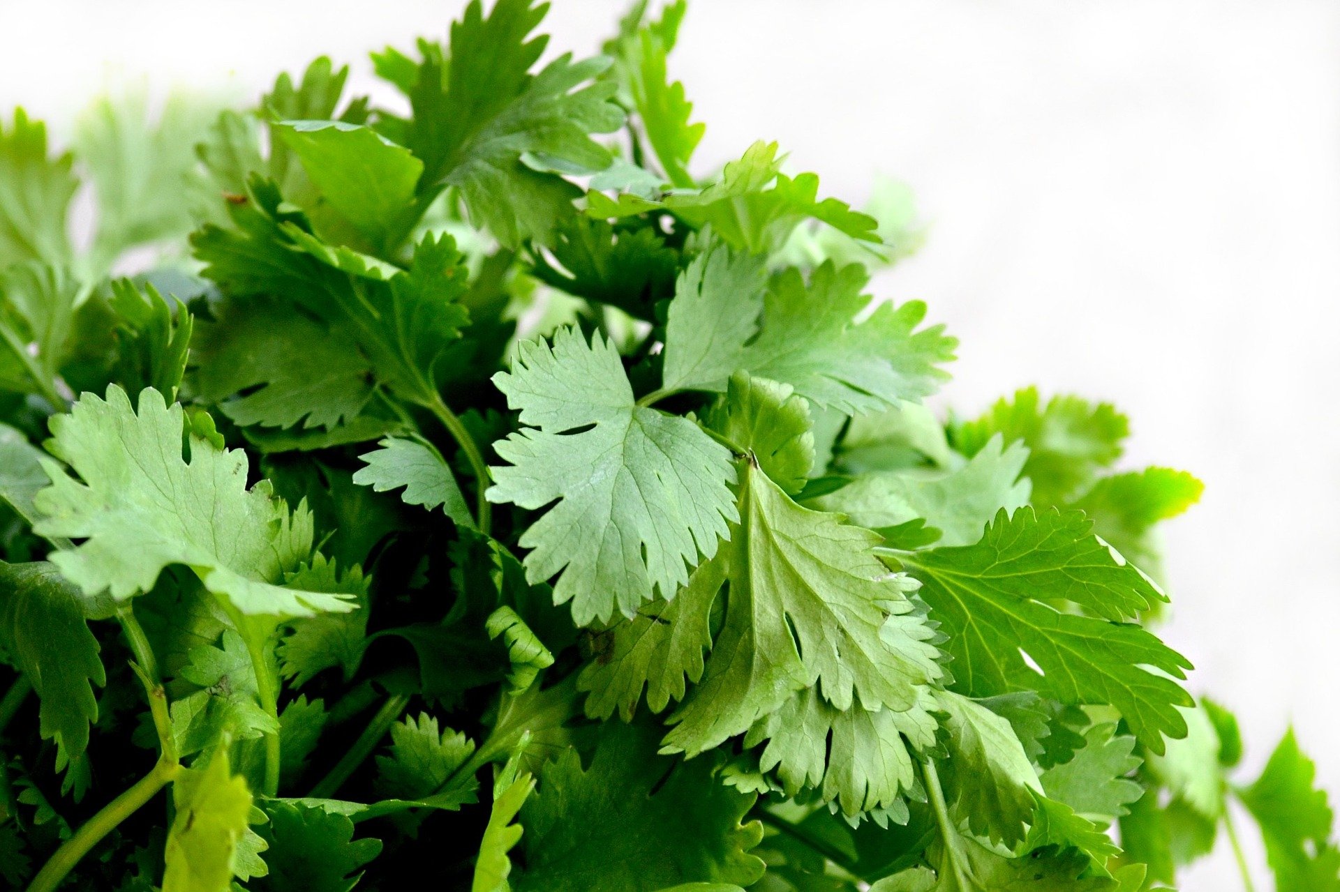 Cooking with Coriander: A Multipurpose Plant – Recette Magazine
