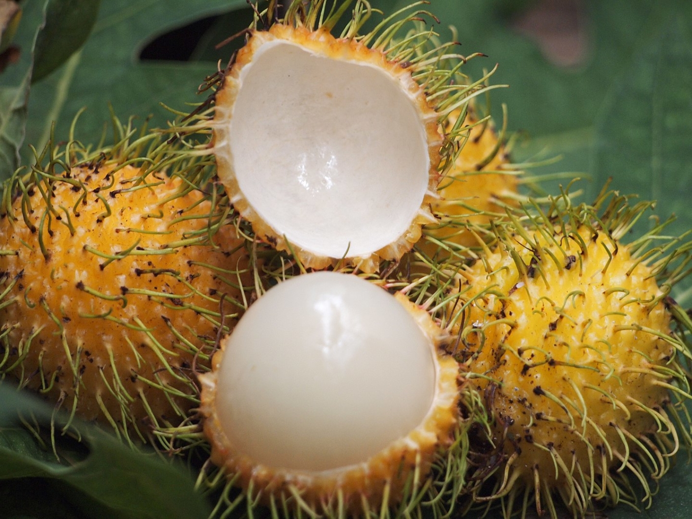 What’s Rambutan, and How Do You Eat Them? – Recette Magazine