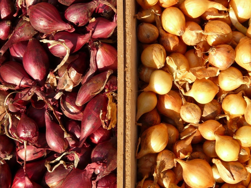 All About Shallots – Recette Magazine