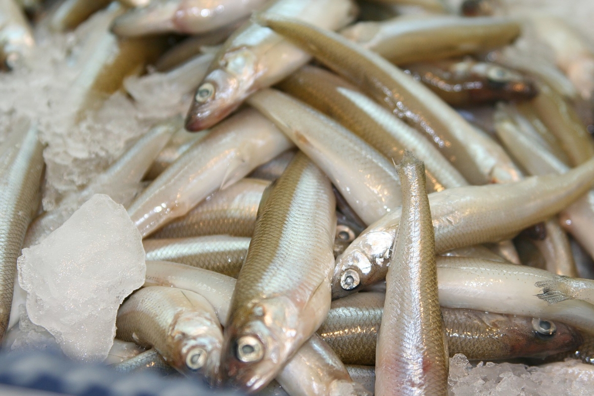 A Beginner’s Guide to Smelt – Recette Magazine