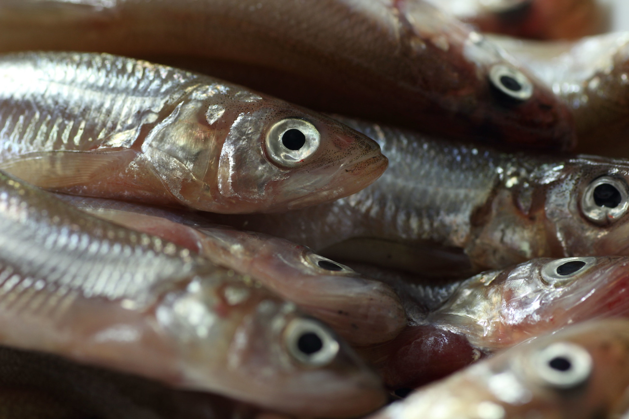 A Beginner’s Guide to Smelt – Recette Magazine