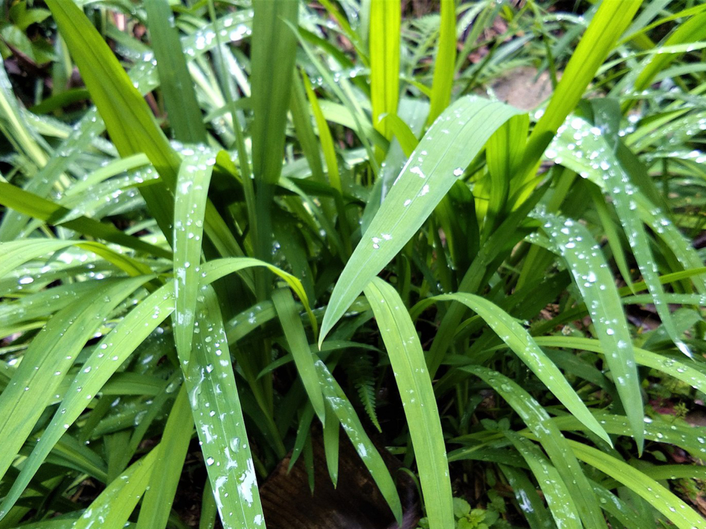 Pandan: The Vanilla of Southeast Asia – Recette Magazine