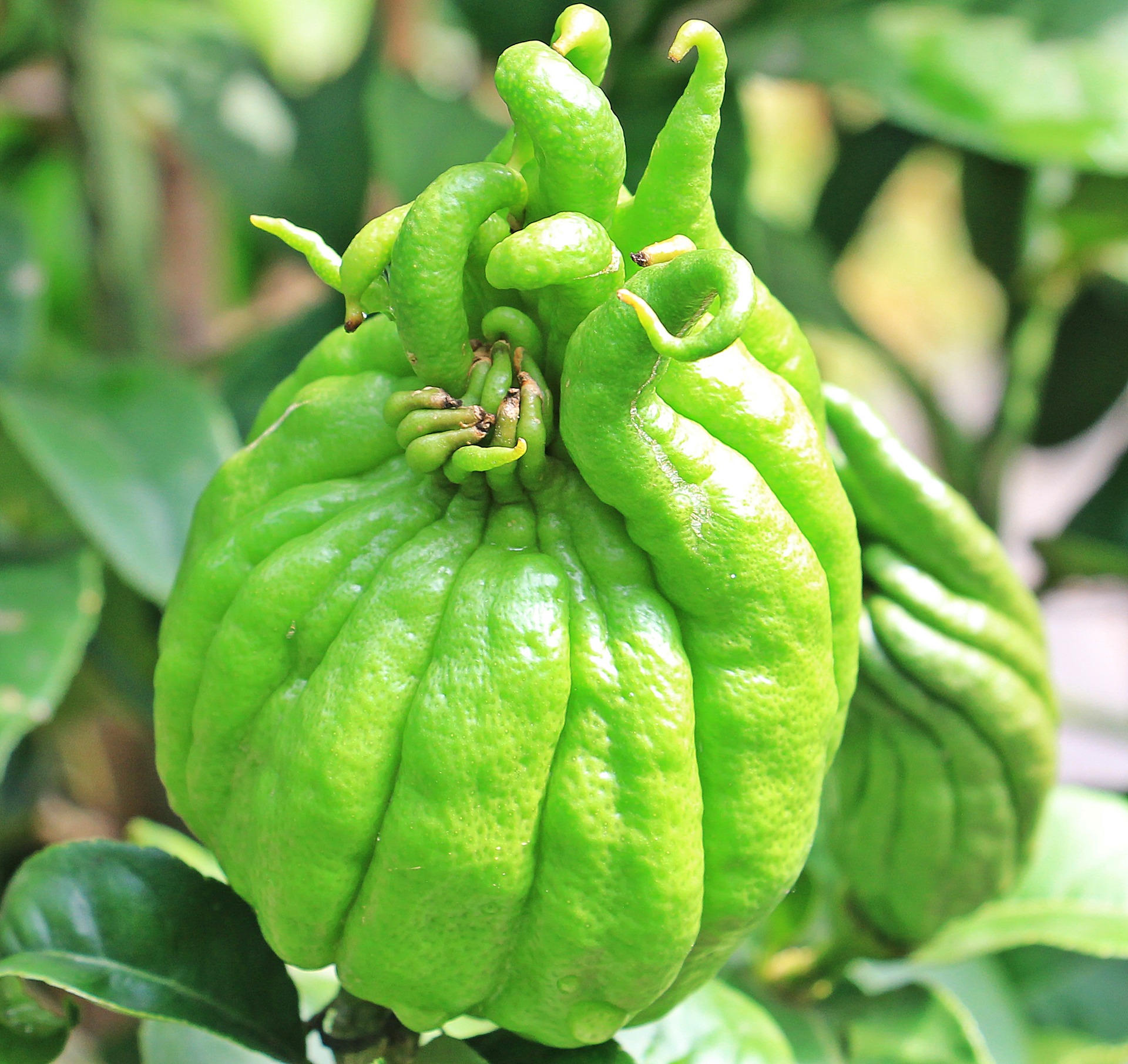 All About Buddha’s Hand – Recette Magazine