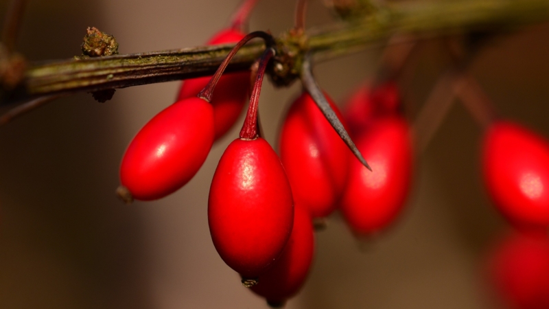 Barberries: How To Use This Brilliant Fruit In The Kitchen – Recette ...