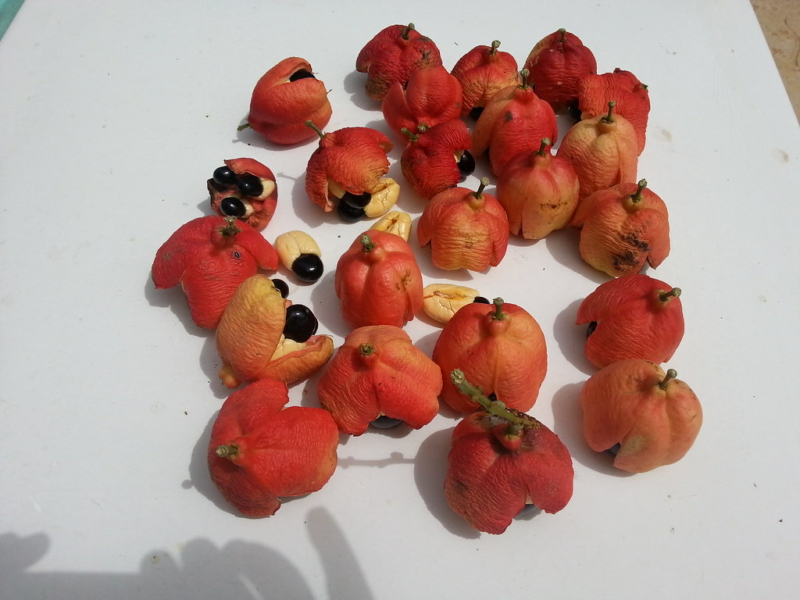 All About Ackee – Recette Magazine