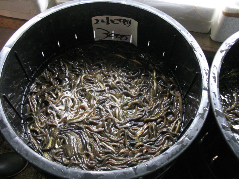 Elvers: A Tiny and Expensive Delicacy – Recette Magazine