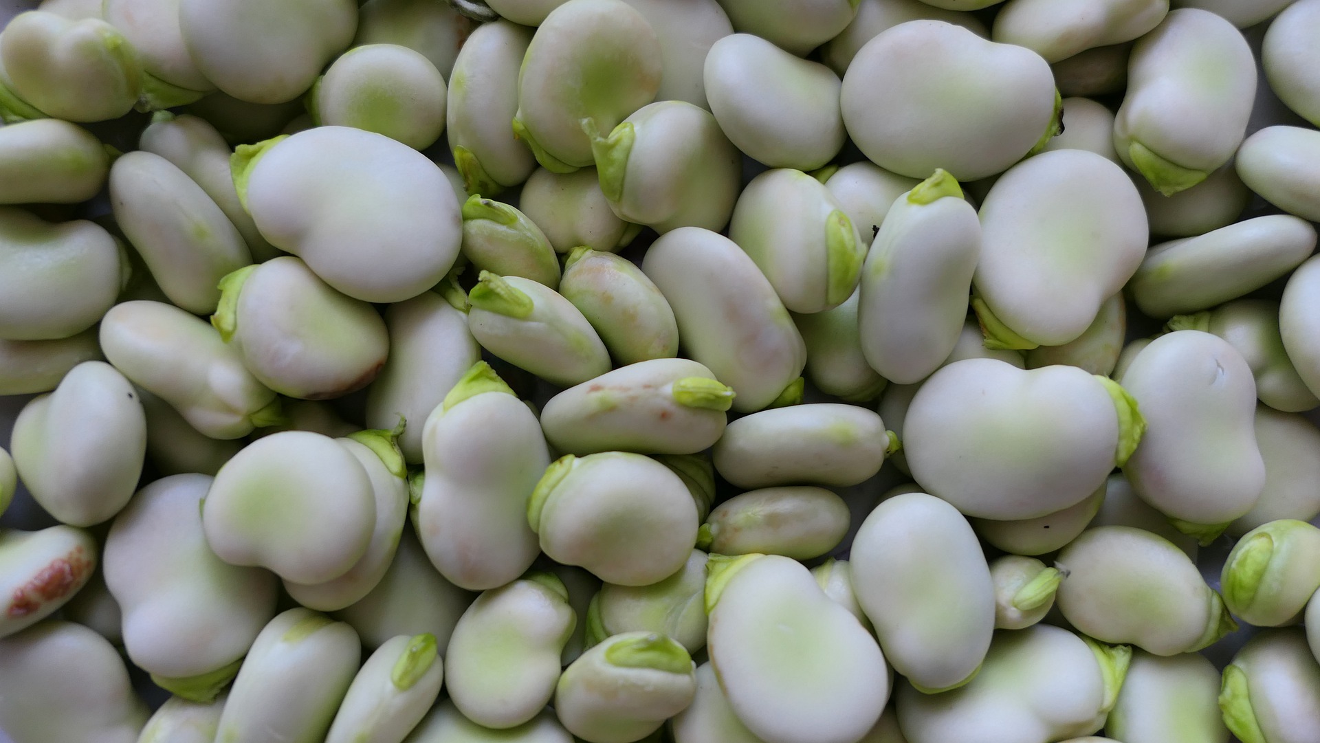 All About Broad beans – Recette Magazine