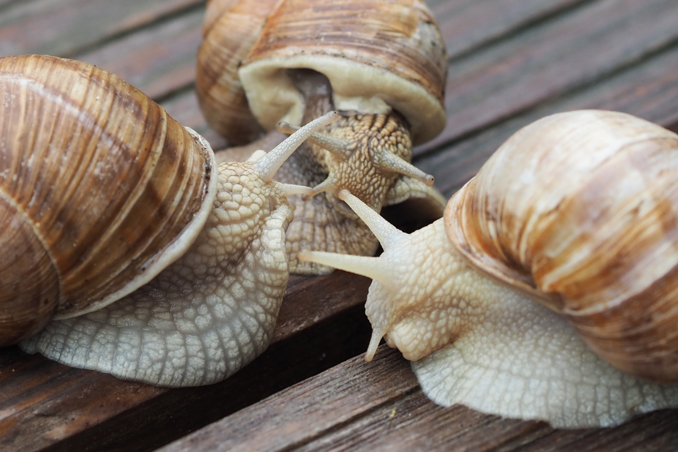 Escargot: A Famous French Delicacy – Recette Magazine