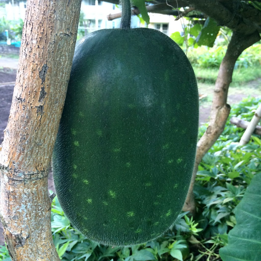 Winter Melon: The Savory Fruit – Recette Magazine
