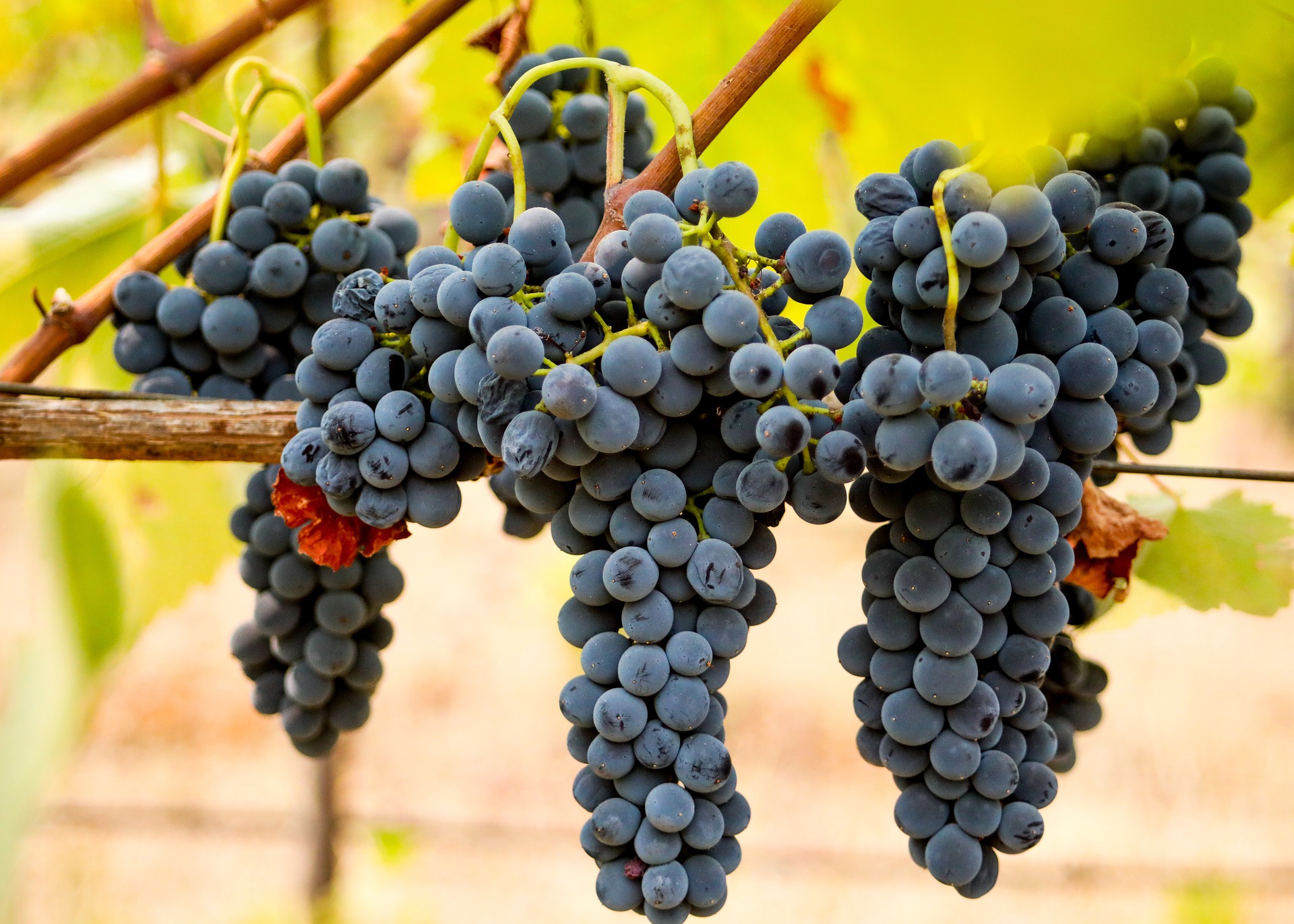 A Beginner’s Guide to Louisiana Wine – Recette Magazine