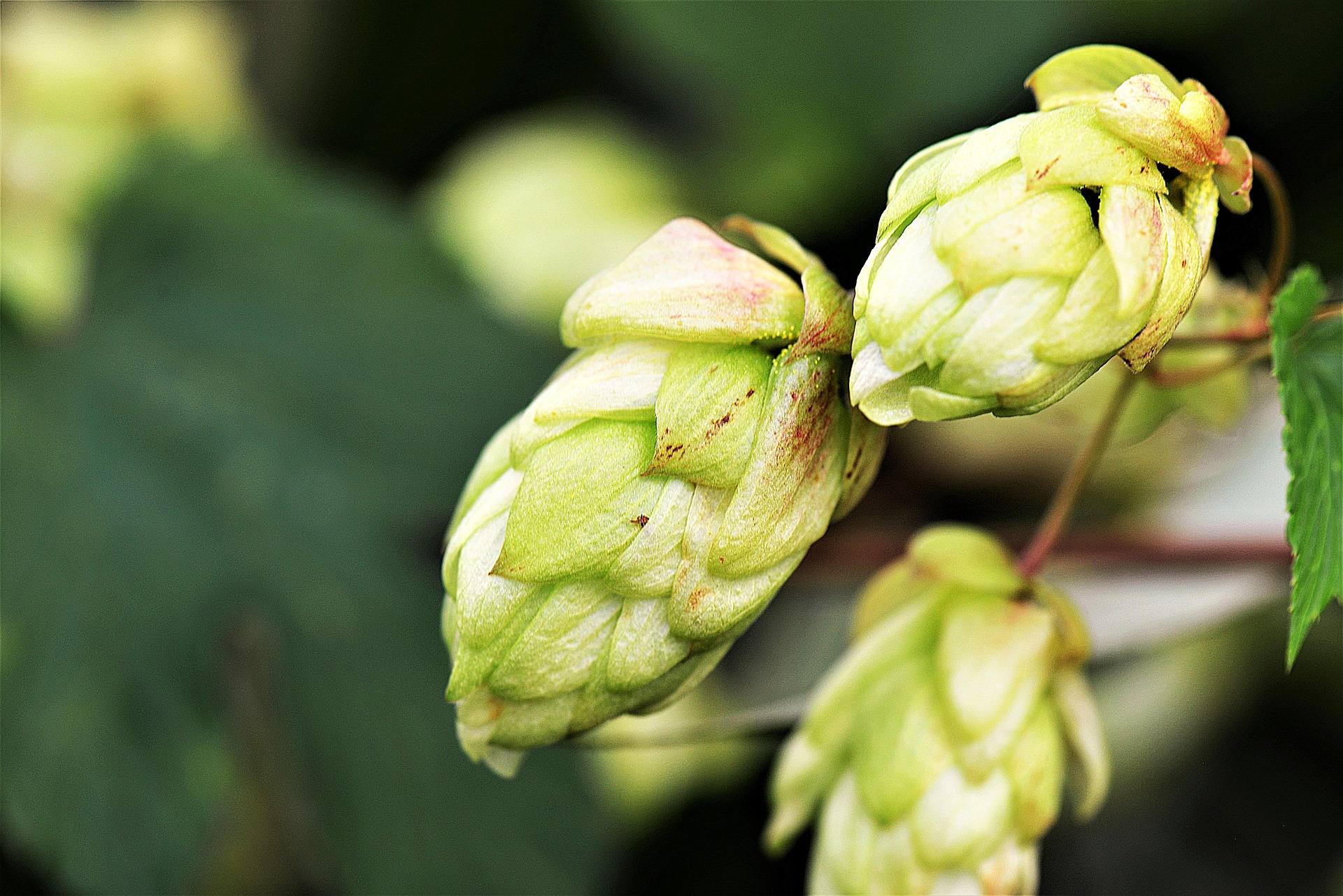 Hops Make Us Happy – Recette Magazine