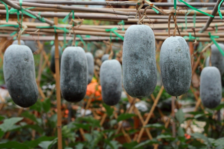 Winter Melon: The Savory Fruit – Recette Magazine
