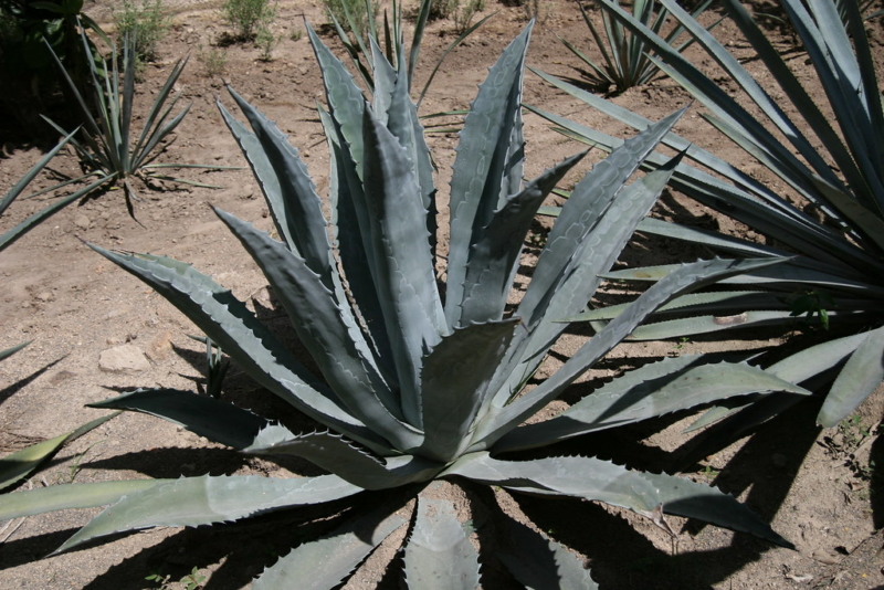 Pulque: A Classic Mexican Drink – Recette Magazine
