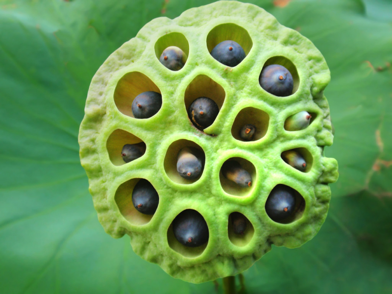 Prickly Water Lily: A Gateway to Healthy Snacking – Recette Magazine