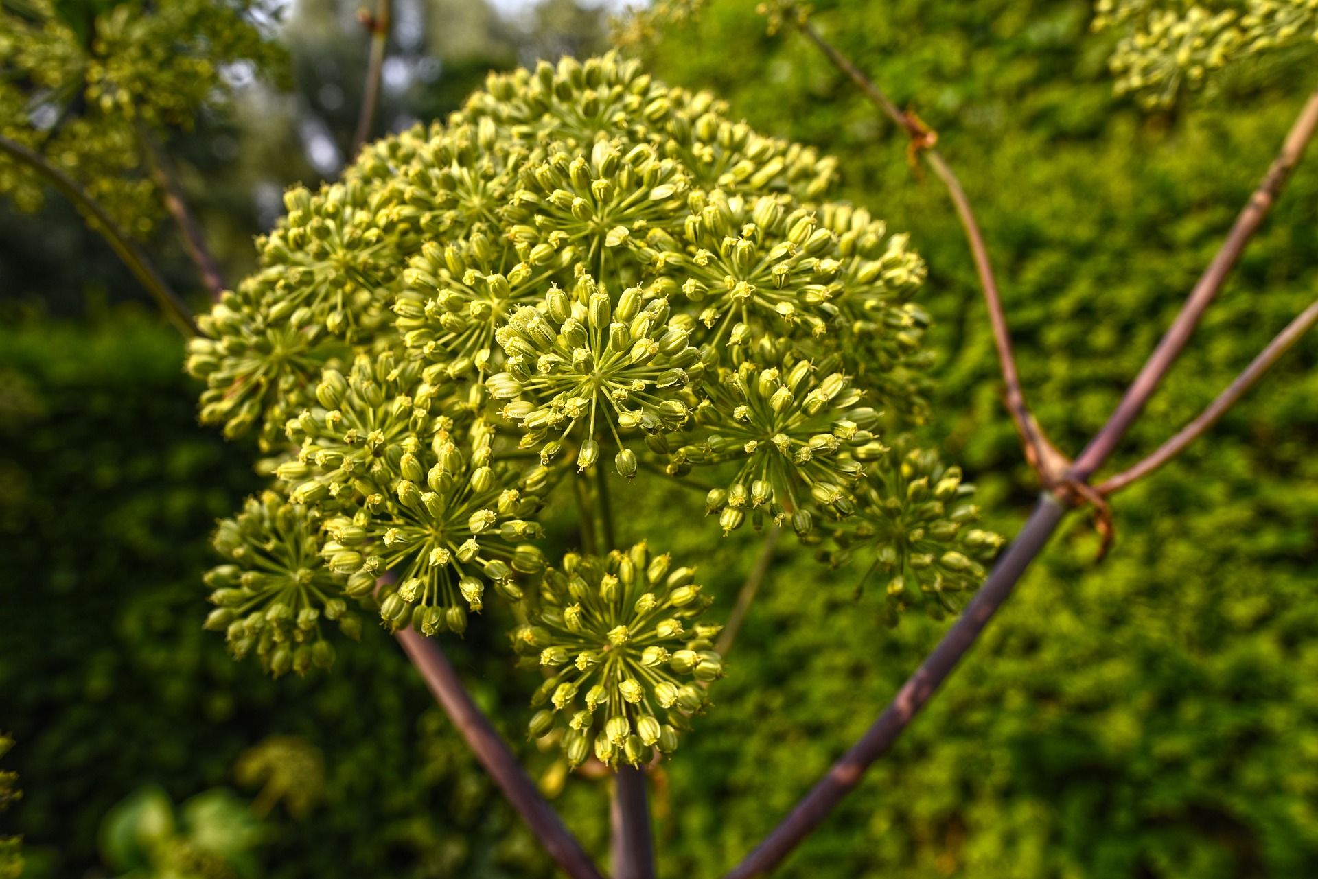 Old World Ingredients Revisited: Angelica – Recette Magazine