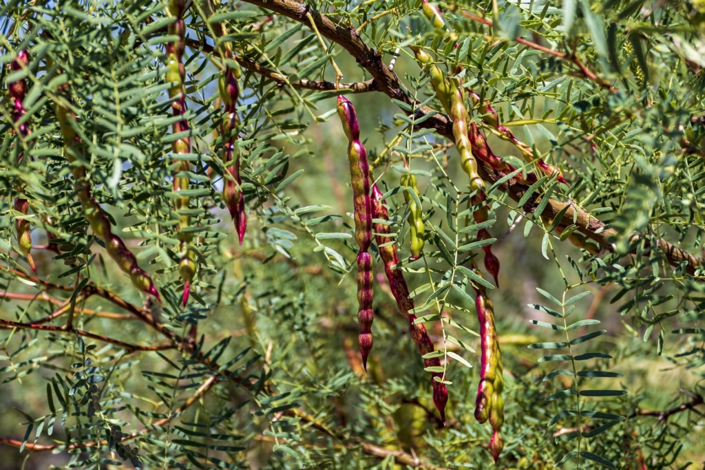 A Beginner’s Guide to Mesquite – Recette Magazine