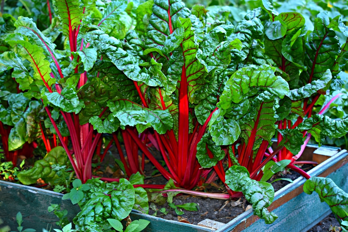 Decoding Chard: From Rainbow to Swiss – Recette Magazine