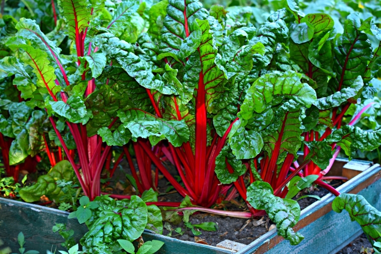 Decoding Chard: From Rainbow to Swiss – Recette Magazine