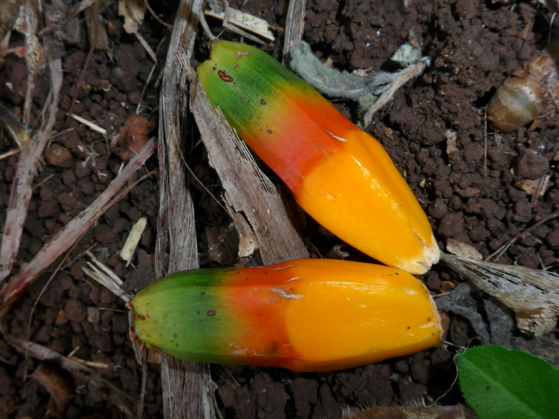 Hala Fruit: A Mystifying Tropical Fruit – Recette Magazine