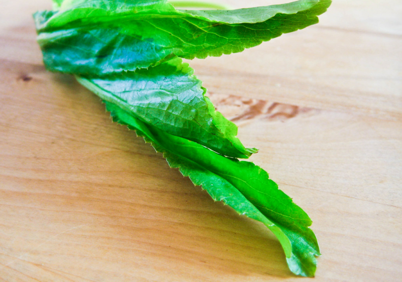 Culantro: The Intensely Flavored Mexican Coriander – Recette Magazine