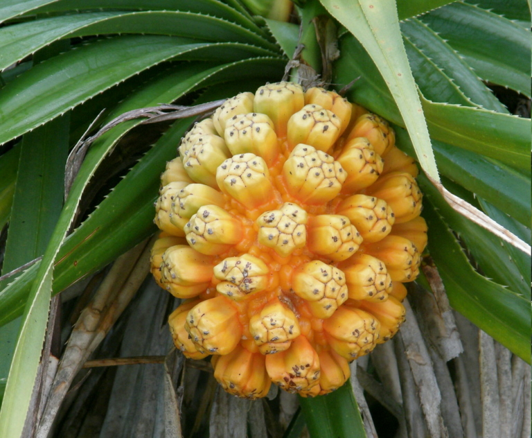 Hala Fruit: A Mystifying Tropical Fruit – Recette Magazine