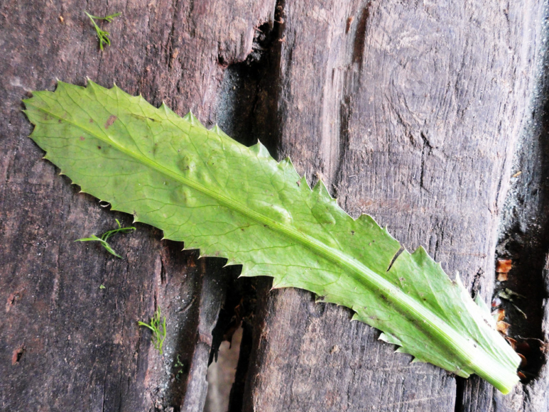 Culantro: The Intensely Flavored Mexican Coriander – Recette Magazine