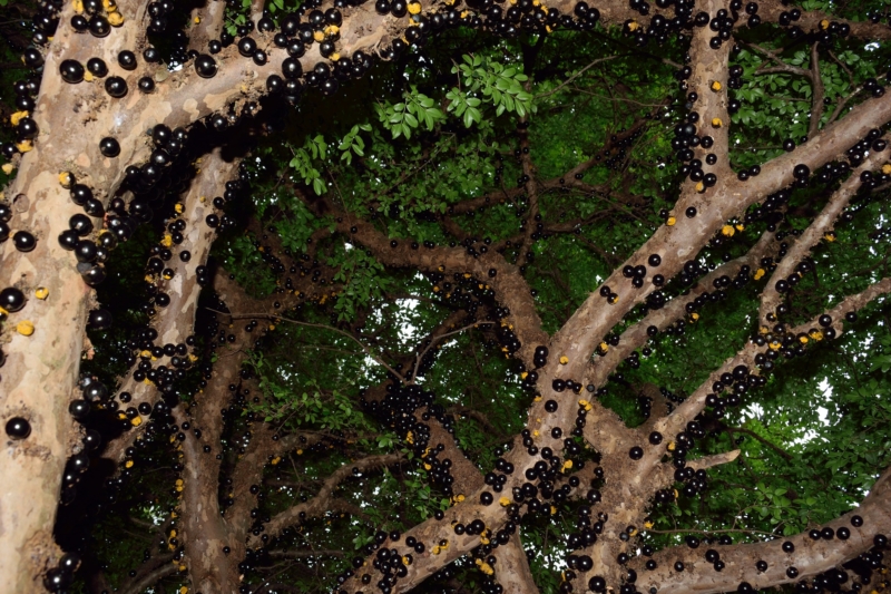 Jabuticaba: Brazil’s Prized Local Berry – Recette Magazine