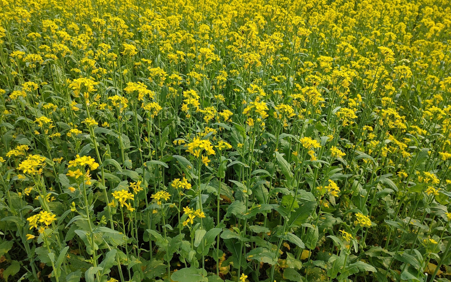 The Best Mustard Green Recipes – Recette Magazine