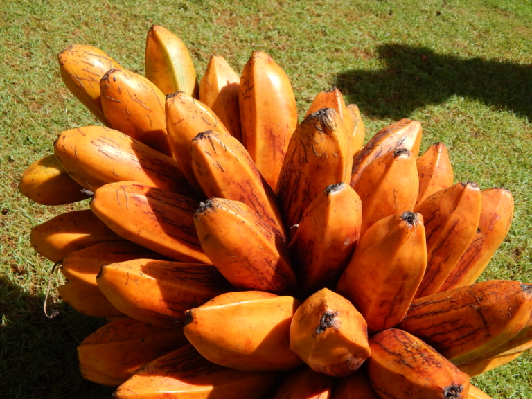 The Wide World of Banana Varieties – Recette Magazine