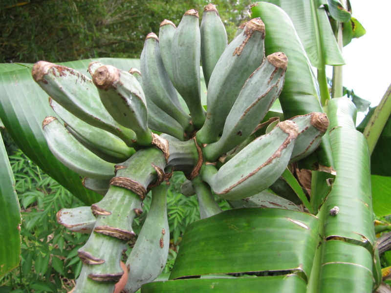 The Wide World of Banana Varieties – Recette Magazine