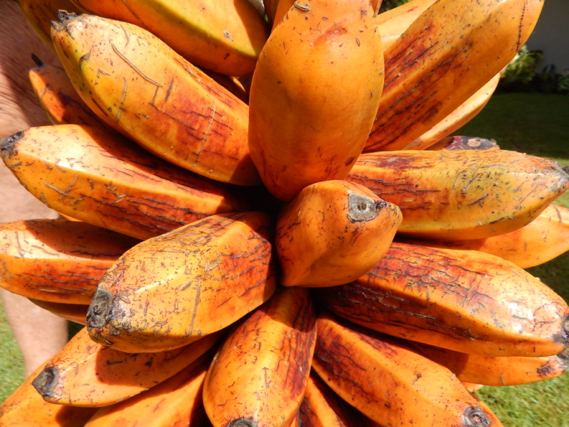 The Wide World of Banana Varieties – Recette Magazine