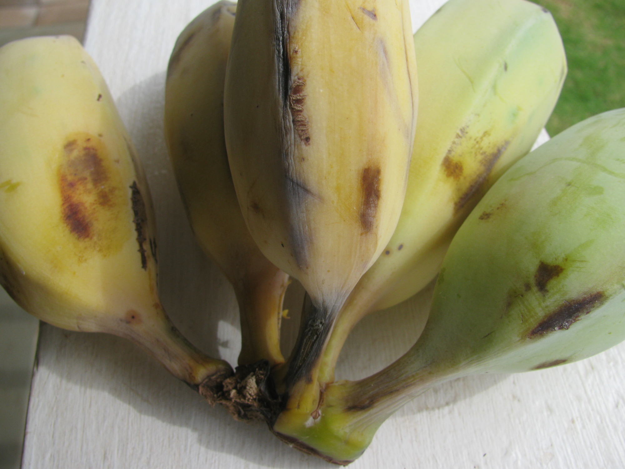 The Wide World of Banana Varieties – Recette Magazine