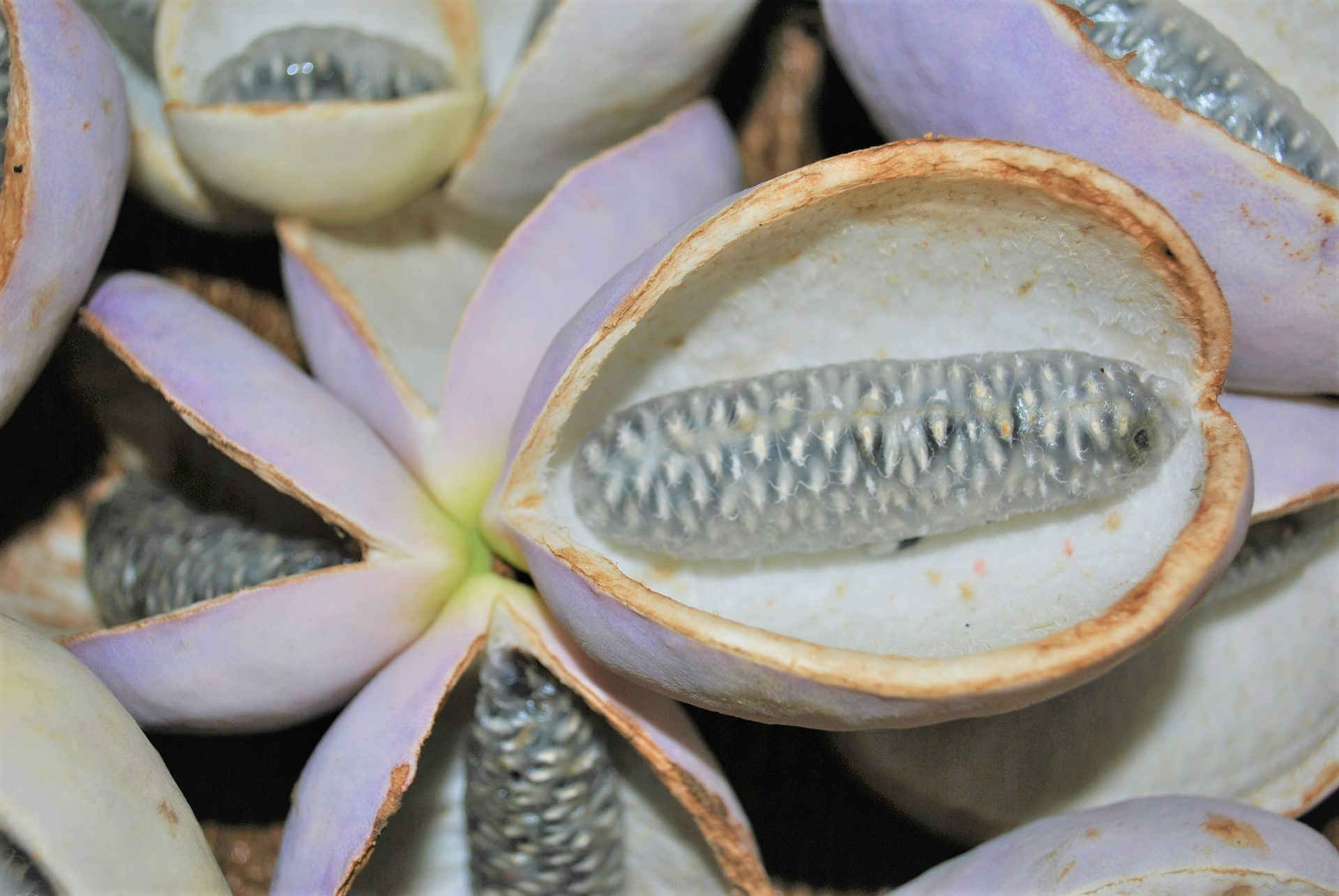 Akebi: The Autumn Fruit – Recette Magazine