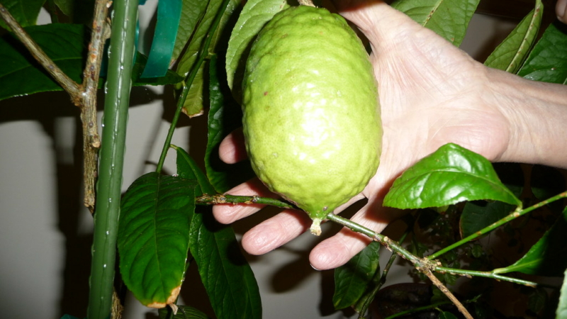 Citron: The Zestiest Citrus Fruit – Recette Magazine