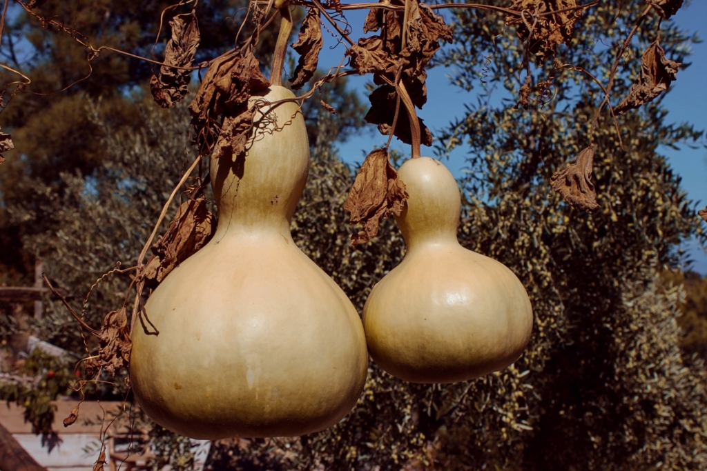 Calabash: The Asian Bottle Gourd – Recette Magazine