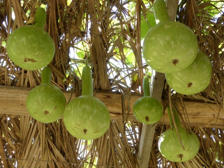 Calabash: The Asian Bottle Gourd – Recette Magazine